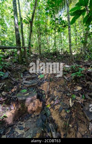 Jungle path in the Peruvian Amazon Rainforest Stock Photo - Alamy