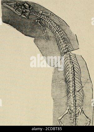 . Water reptiles of the past and present . Fig. 76.—Platecarpus; right ...