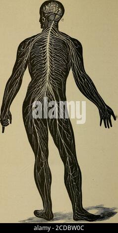 Anatomy, physiology and hygiene . B, bone. C, connective tissue. Fig ...