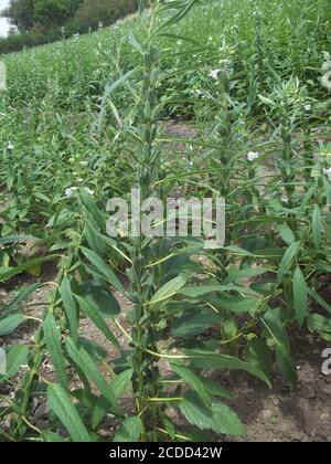Sesame (Sesamum orientale, til, till). with flowers, blooming in the ...