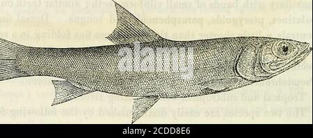 . Catalogue of the fishes in the ... Museum. 59. ARius. 171 ^. American ...