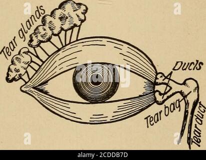 Eyeball spread open Stock Photo - Alamy