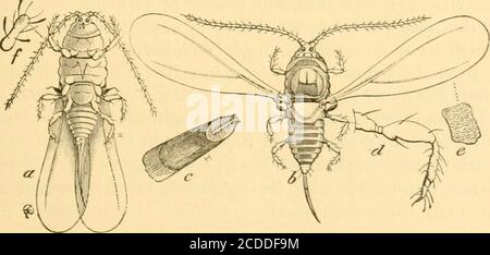View of the white Scale insects in different development stages. The ...