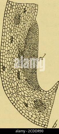 . The causes and course of organic evolution Stock Photo - Alamy