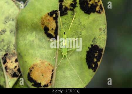 Snowy Tree Cricket (Oecanthus fultoni Stock Photo - Alamy