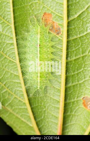 Stinging Nettle Slug Caterpillar or the Cup Moth Caterpillar (Setora ...