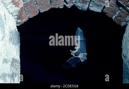 fledermaus, microchiroptera, bat, microbat Stock Photo - Alamy