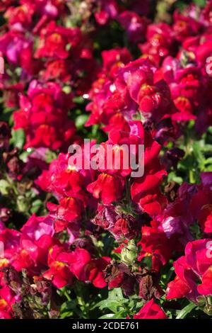 Antirrhinum majus. Snapdragon flowers in a garden border. Harmony ...