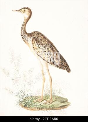 Lesser Florican (Sypheotides indicus Stock Photo - Alamy