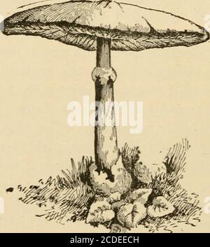 This illustration from 'Fungous Diseases of Plants' shows the ...