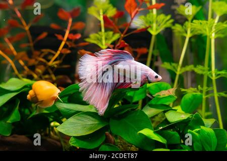 Pink Betta Fish in aquarium Stock Photo - Alamy