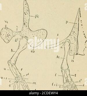. An introduction to zoology : for the use of high schools . but the ...
