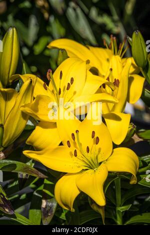 Lilium Asiatic Golden matrix Stock Photo - Alamy