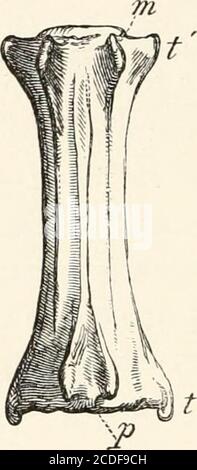 . An introduction to the osteology of the mammalia . - The upper ...