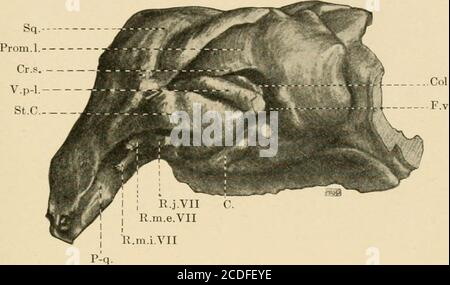 . Journal of morphology . Fig. 22.. Fig. 23 Stock Photo - Alamy