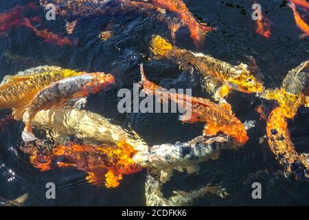 Multicolored fish carp on the water surface Stock Photo - Alamy