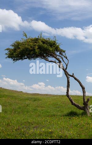 Tree Against The Wind Stock Photo - Alamy