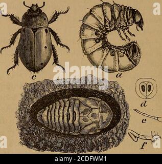 Rose chafer, larva, larvae, grub, grubs, Rosenkäfer, Larve, Engerling ...