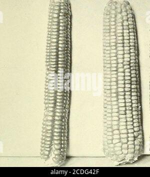 . Inheritance in maize . a. F2 dent segregate above (frequency about i ...