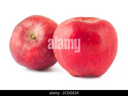 Delicious ripe red organic apples on the tree. Autumn harvest on the ...