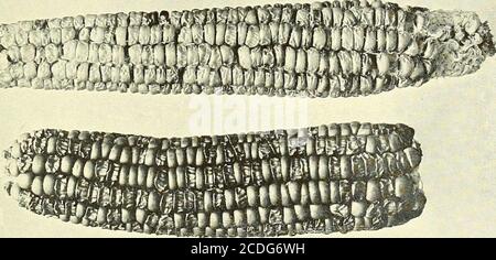 . Inheritance in maize . a. F2 dent segregate above (frequency about i ...