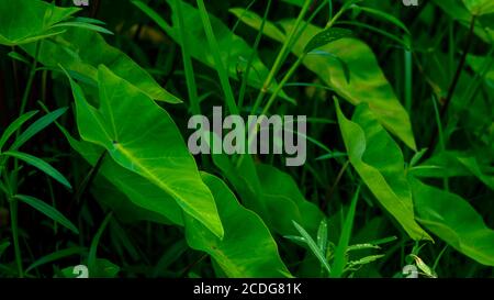 The picture of colocasia esculenta (alocasia) or taro. Local name of ...