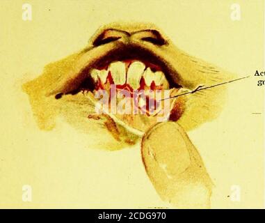 A practical guide to meat inspection . Flo. 41,—External surface of Ear ...
