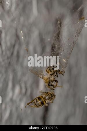 Two honey bees stuck in a spiders web, South Africa Stock Photo - Alamy