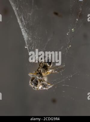 Two honey bees stuck in a spiders web, South Africa Stock Photo - Alamy