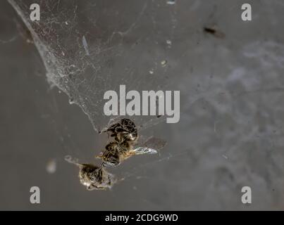 Two honey bees stuck in a spiders web, South Africa Stock Photo - Alamy