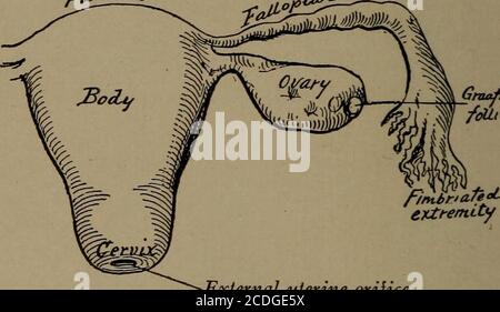 A reference hand-book of gynecology for nurses (1913) (14773031391 ...