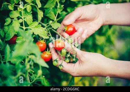 Closeup of hands picking tomatoes from the plant Stock Photo - Alamy