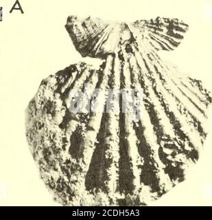 . Bulletins of American paleontology. Bull. Amer. Paleont., Vol. 37 ...