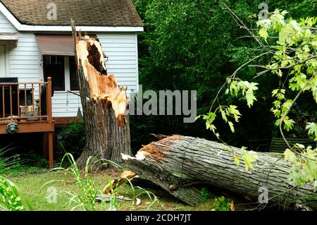 Giant maple tree downed by wind storm next to house Stock Photo - Alamy