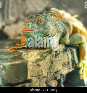 reptile amphibian national park saurian conservation of nature eye ...