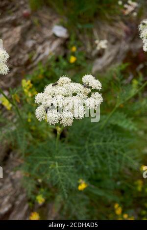 Laserpitium halleri white inflorescence Stock Photo - Alamy