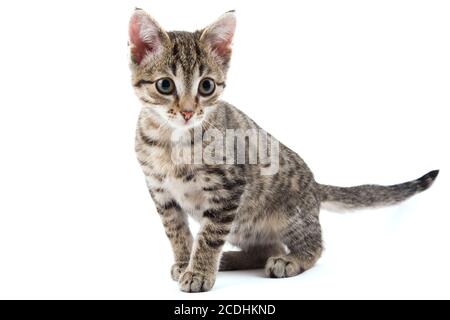 Small gray kitten isolated on white background playing with white yard ...