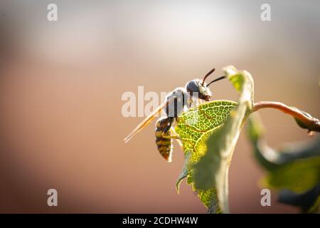 The Male Bee-Wolf (Philanthus triangulum) which is a lot smaller in ...