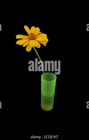 one big yellow chrysanthemum flower blossoms in sunny day in the garden ...