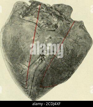 . Veterinary post-mortem technic . c opening. The points at which the ...