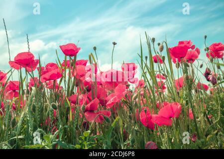 Blossoming Poppies (papaver) field. Wild poppies against blue sky ...