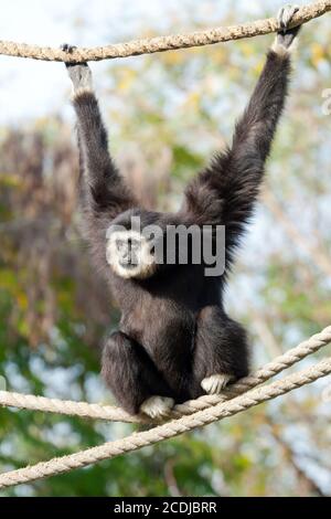 Vertical shot of a cute brown monkey chilling in the forest Stock Photo ...