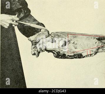 . Veterinary post-mortem technic . edge of the knife along the ...