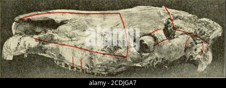 Preparation to the post mortem examination Stock Photo - Alamy