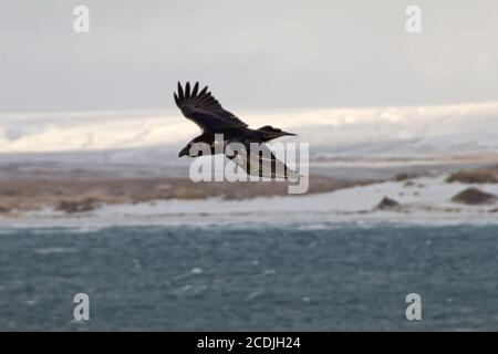 Raven in flight over ocean ( Commander Islands Stock Photo - Alamy