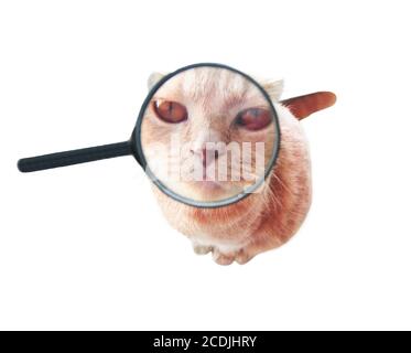 Cat with magnifying glass Stock Photo - Alamy