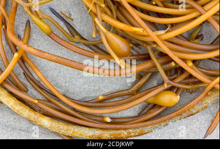 Kelp plant seaweed washed ashore onto sand at Pfeiffer Beach Big Sur ...