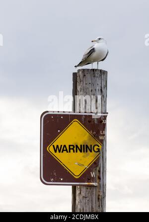 Gull on Warning Sign Stock Photo - Alamy