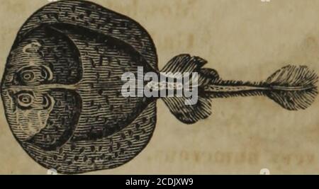 . Elementary exercises for the deaf and dumb . FISHES Stock Photo - Alamy