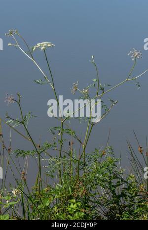 Milk-parsley, Peucedanum palustre, growing in lakeside marsh ...